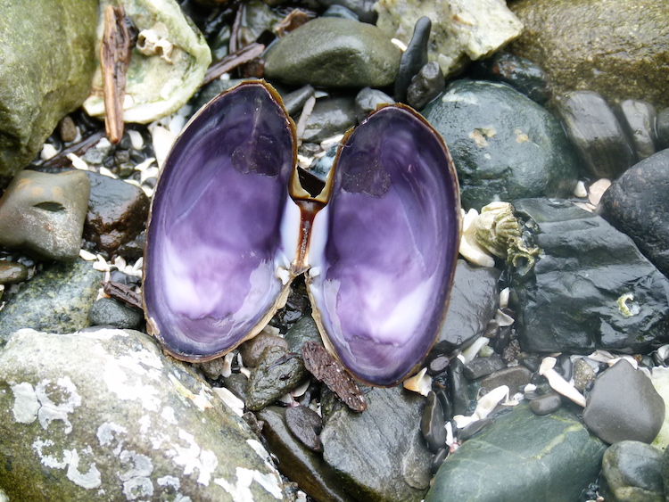 purple-shells – Islands Hakomi Educational Network